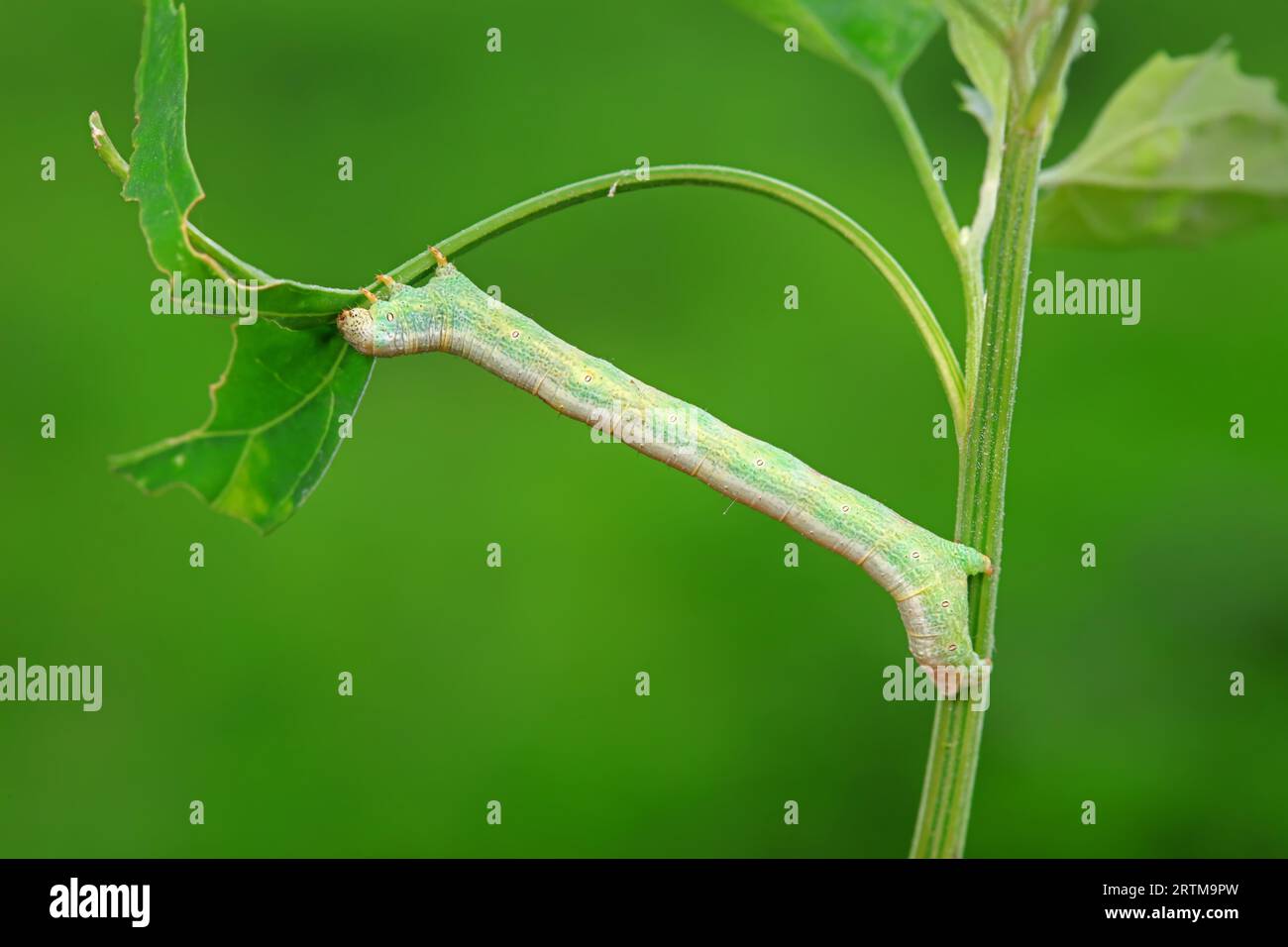 Lepidoptera larva inchworm in the wild, North China Stock Photo - Alamy