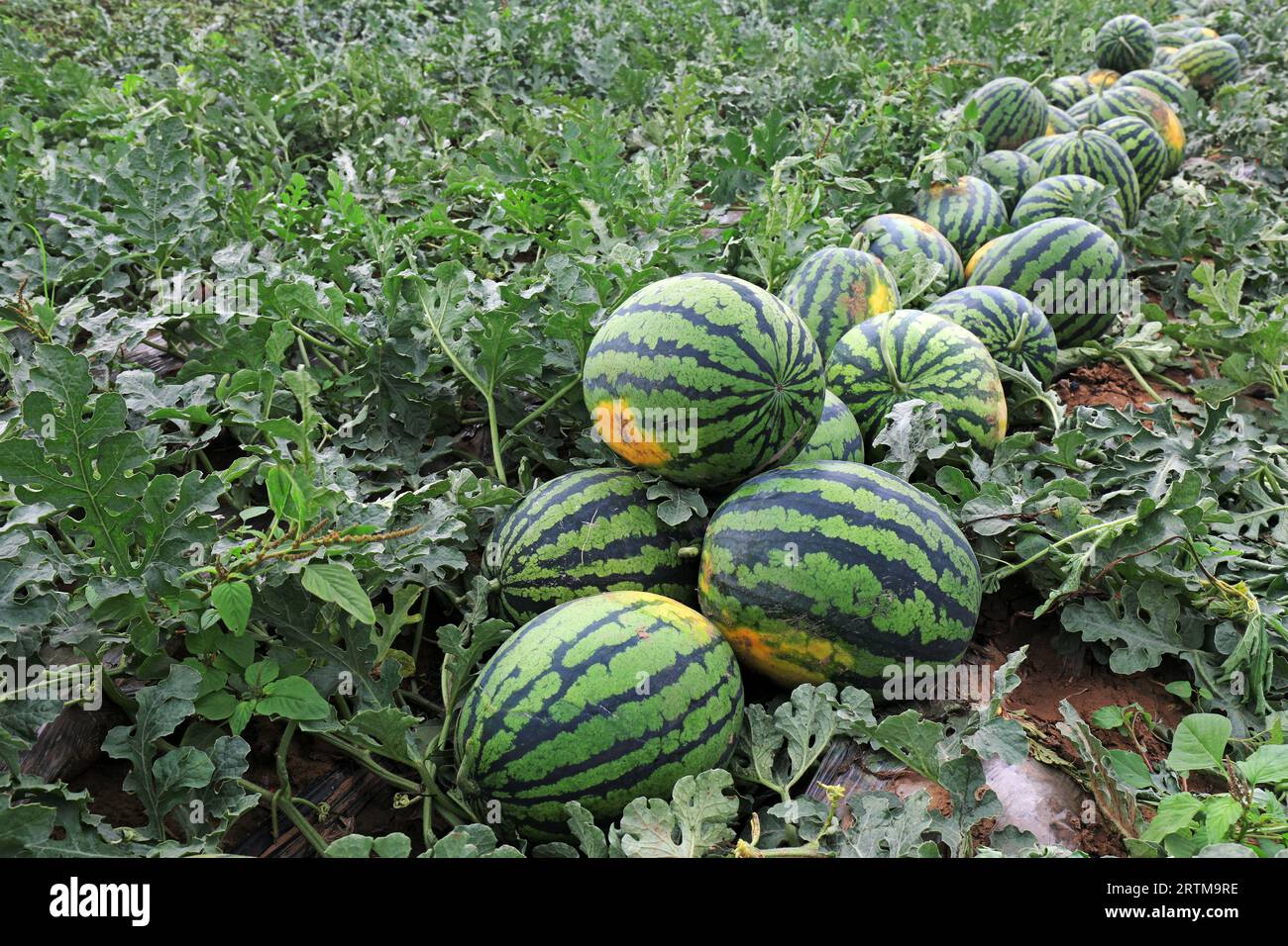 Watermelon summer china hi-res stock photography and images - Alamy