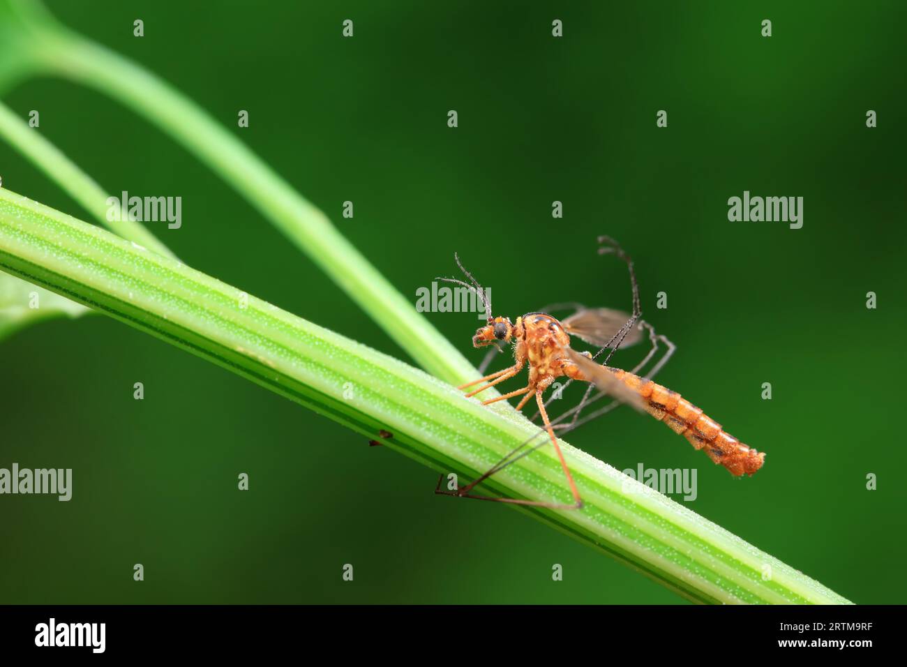mosquito insect in the wild, North China Stock Photo - Alamy