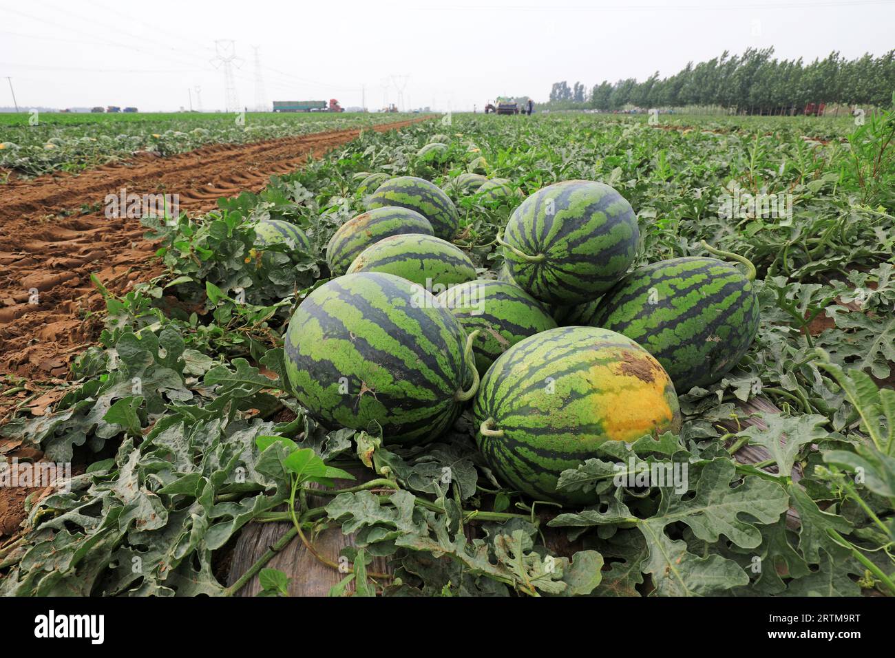 Watermelon summer china hi-res stock photography and images - Alamy