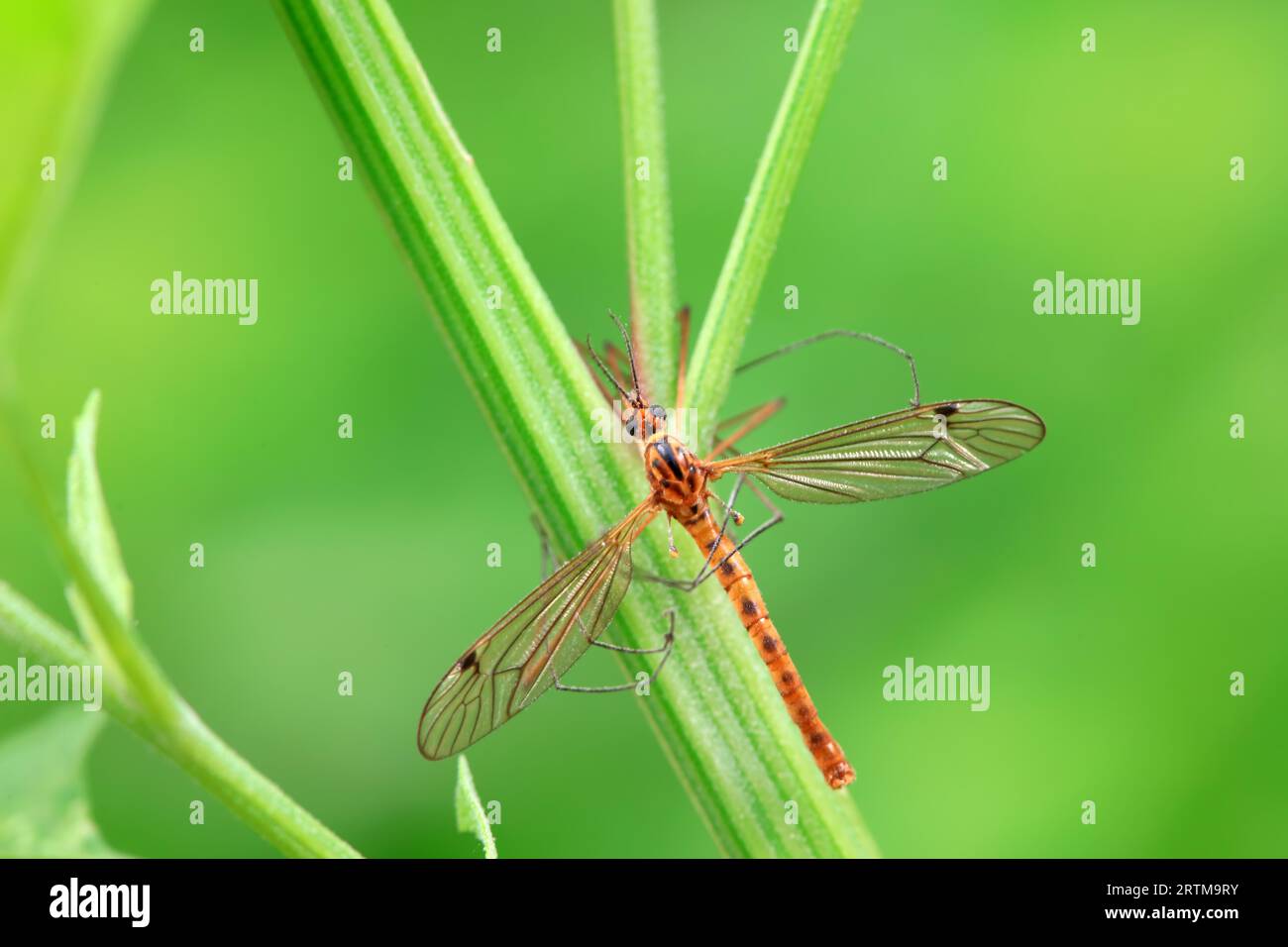 mosquito insect in the wild, North China Stock Photo - Alamy