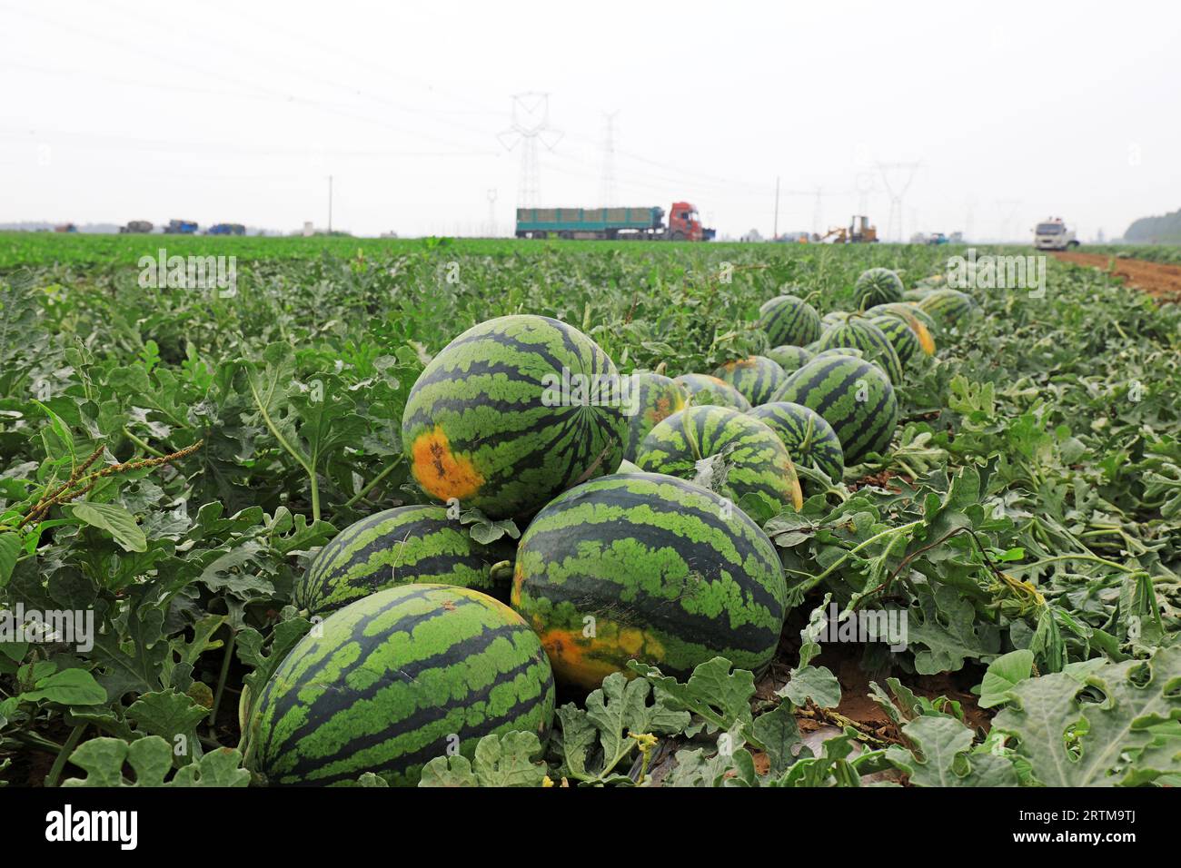 Watermelon summer china hi-res stock photography and images - Alamy