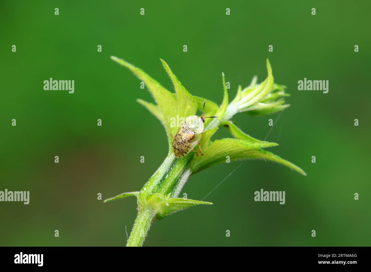 Hispidae family insect crawl on plants, North China Stock Photo - Alamy