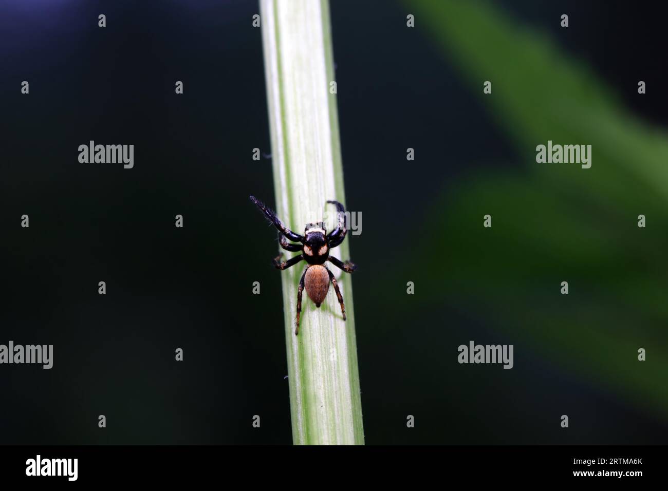 Spiders in the wild, North China Stock Photo - Alamy