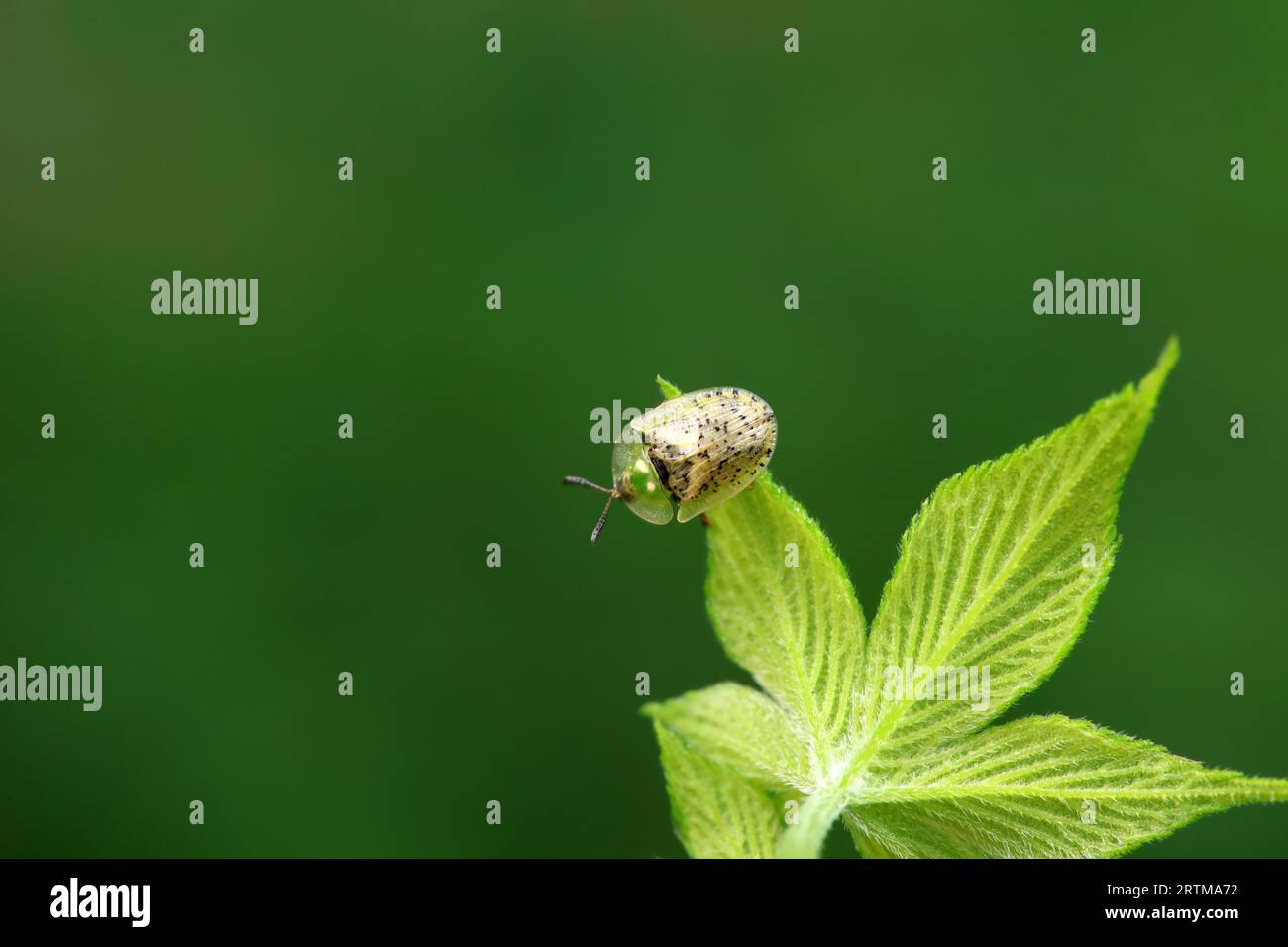 Hispidae family insect crawl on plants, North China Stock Photo - Alamy
