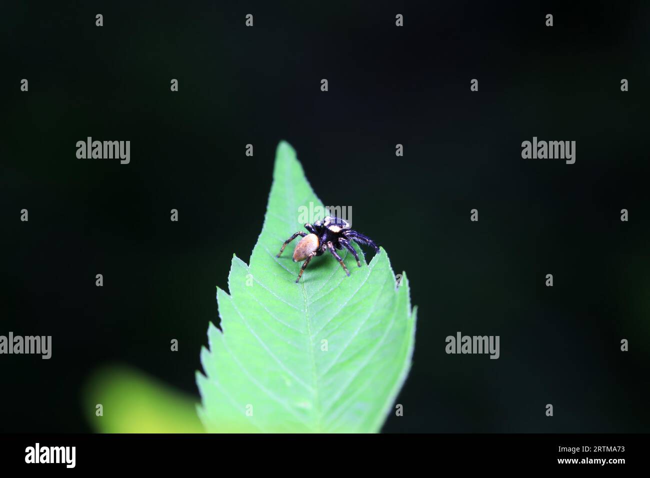 Spiders in the wild, North China Stock Photo - Alamy