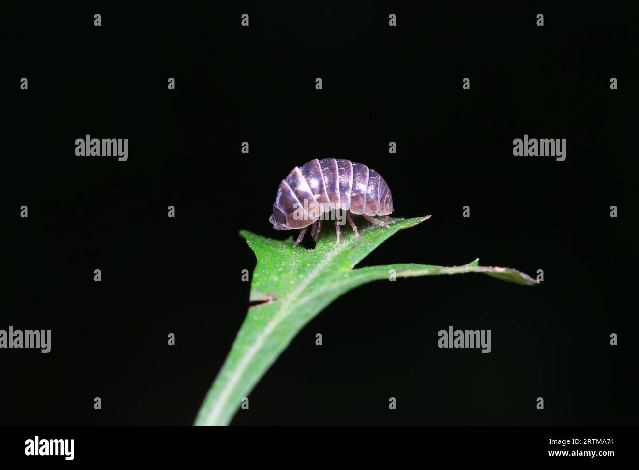 Pillworm hi-res stock photography and images - Alamy