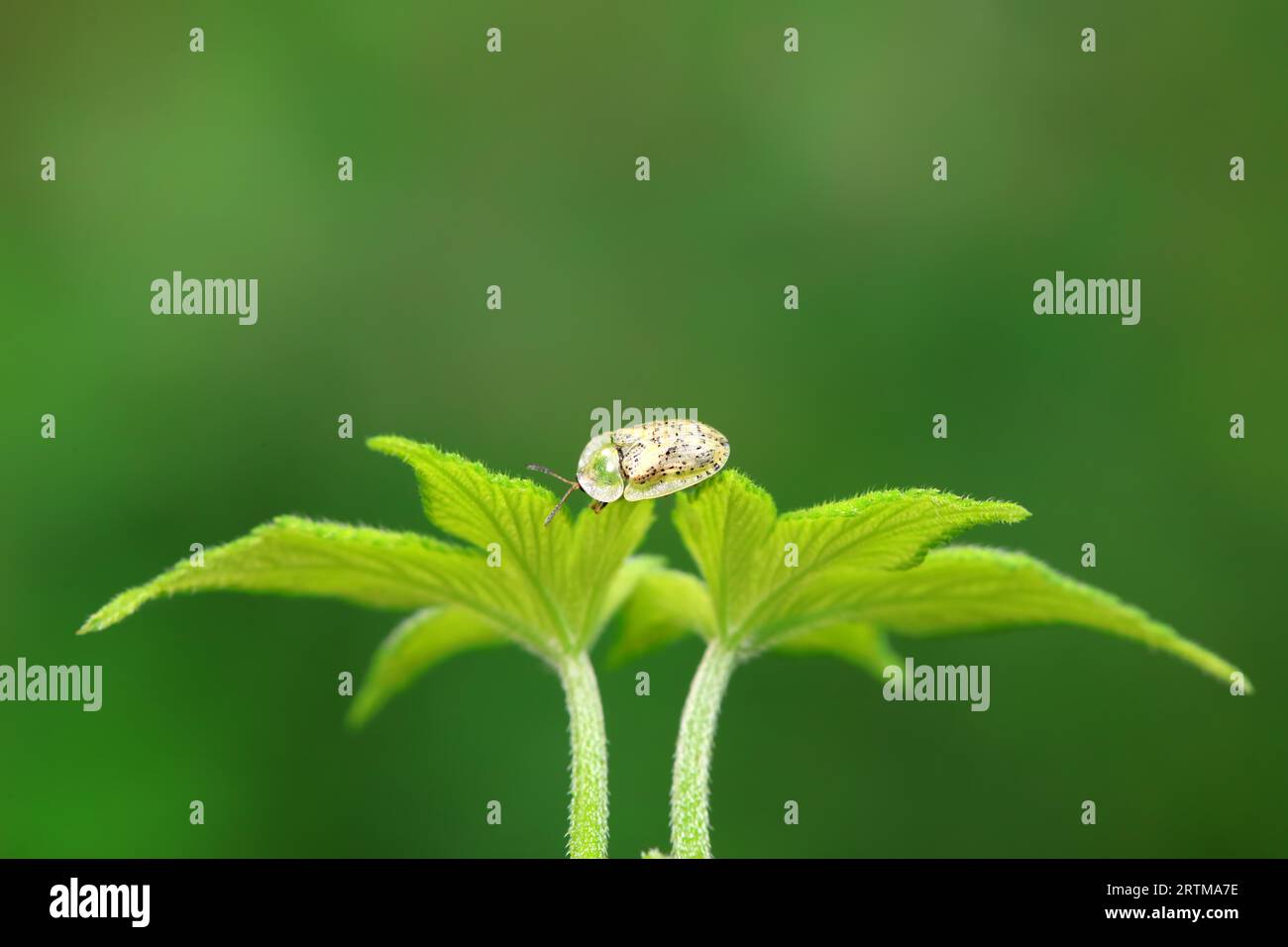 Hispidae family insect crawl on plants, North China Stock Photo - Alamy