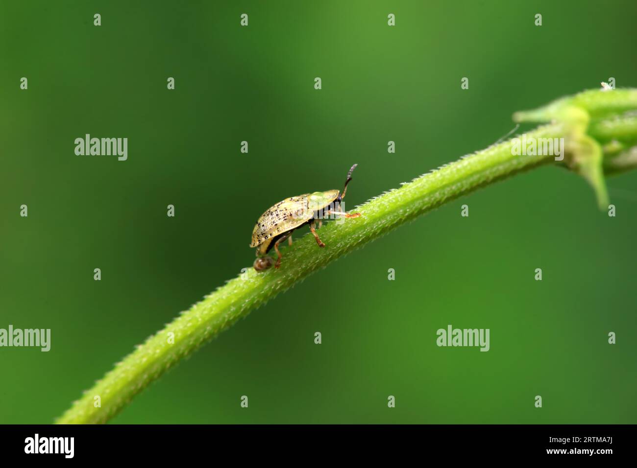 Hispidae family insect crawl on plants, North China Stock Photo - Alamy