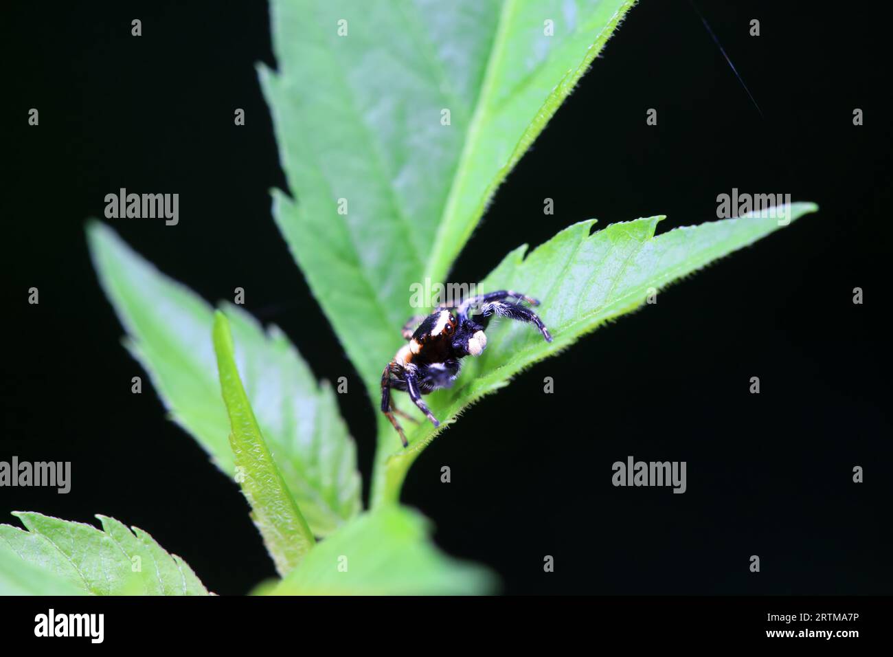 Spiders in the wild, North China Stock Photo - Alamy