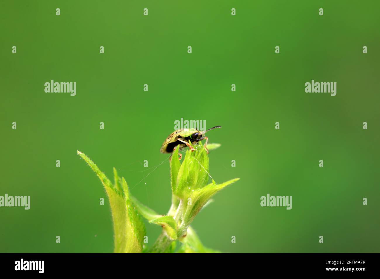 Hispidae family insect crawl on plants, North China Stock Photo - Alamy