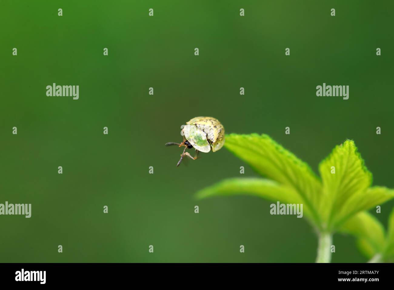 Hispidae family insect crawl on plants, North China Stock Photo - Alamy