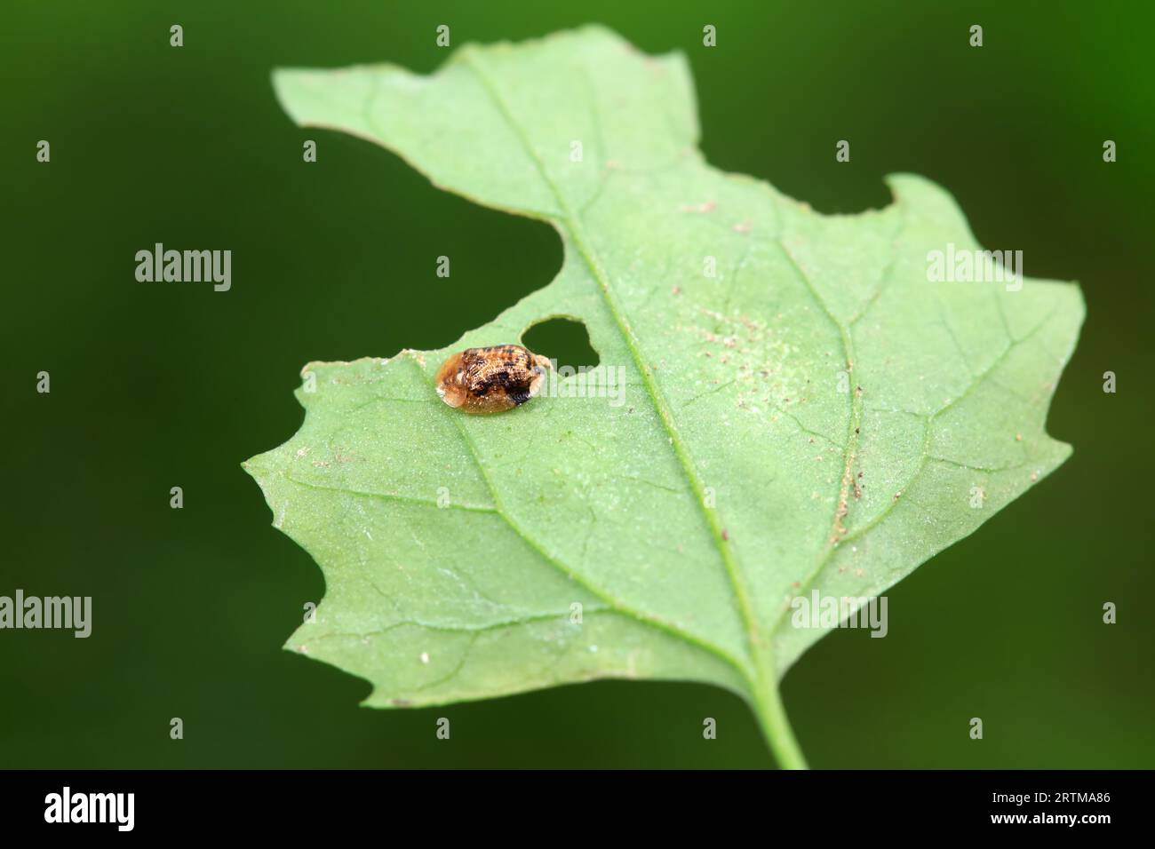 Hispidae family insect crawl on plants, North China Stock Photo - Alamy