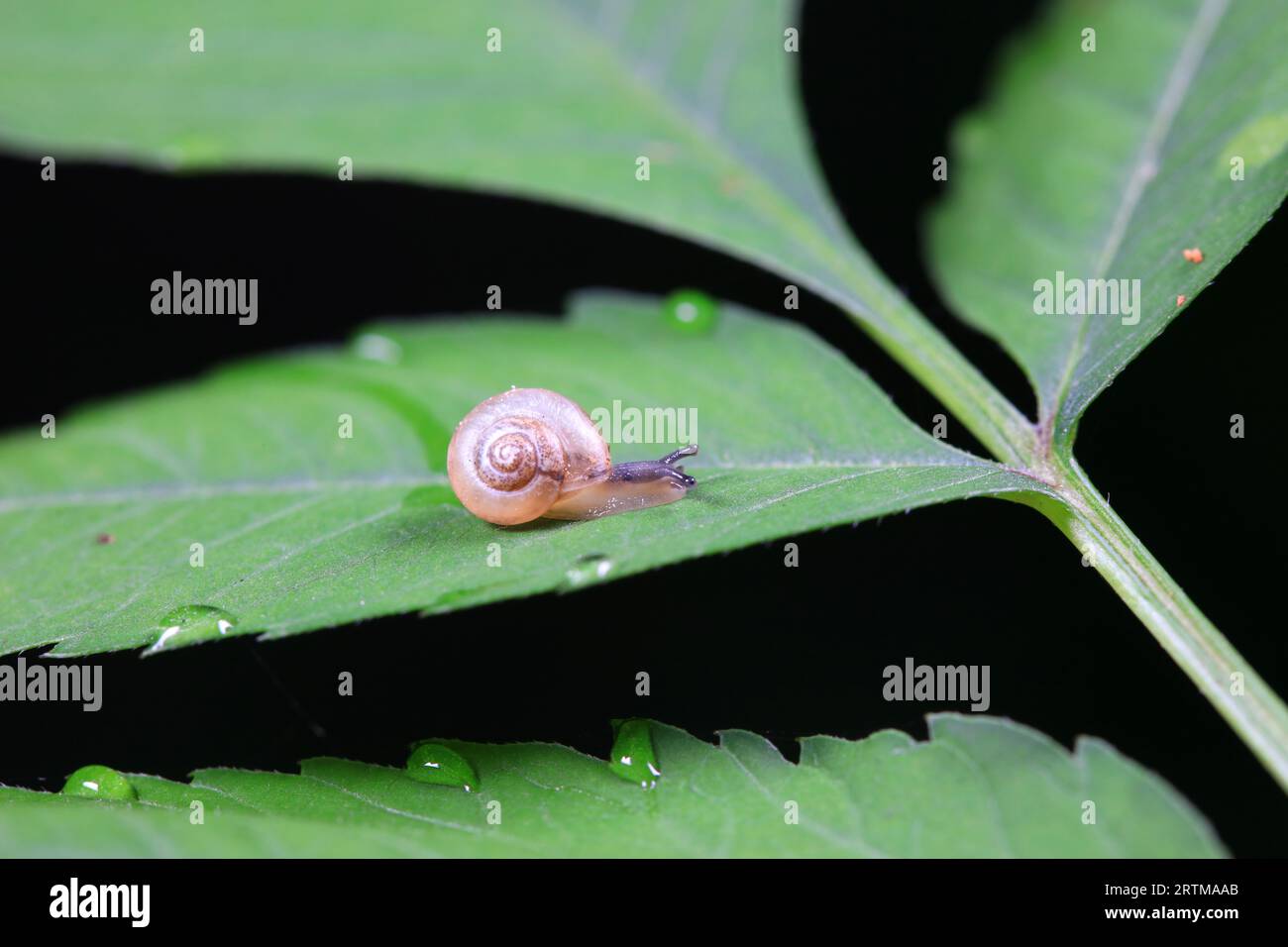 Snails on wild plants, North China Stock Photo - Alamy
