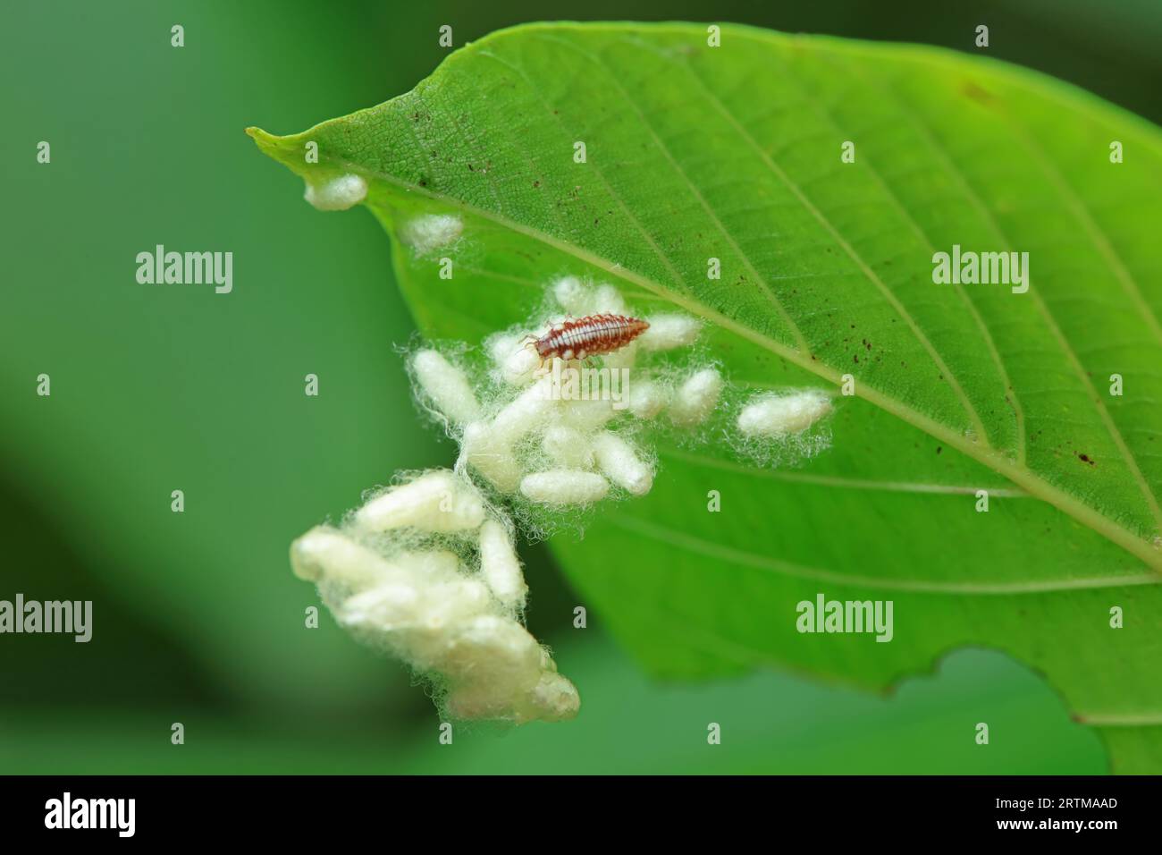 Insect cocoon shells on wild plants, North China Stock Photo - Alamy