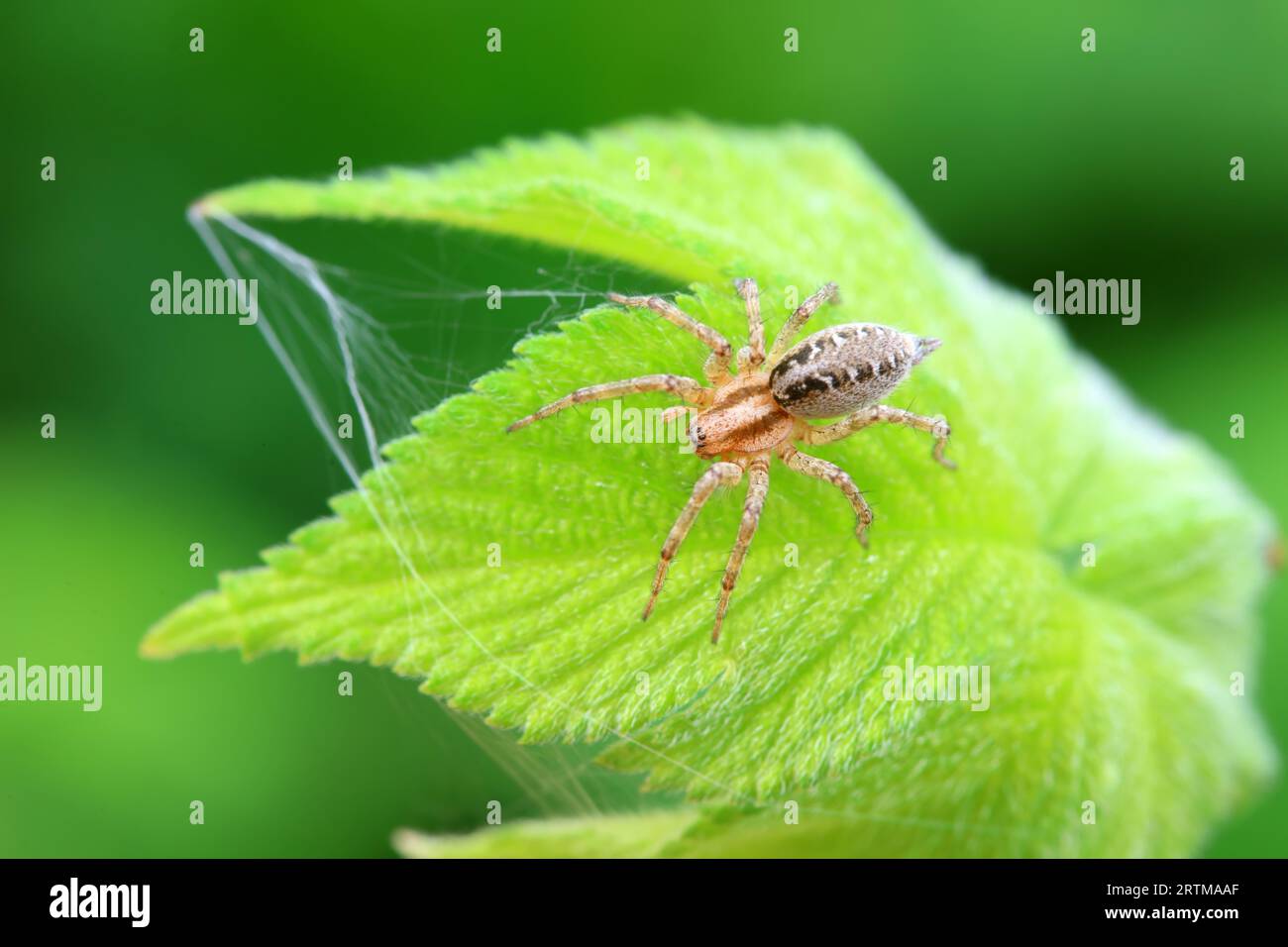 Spiders in the wild, North China Stock Photo - Alamy