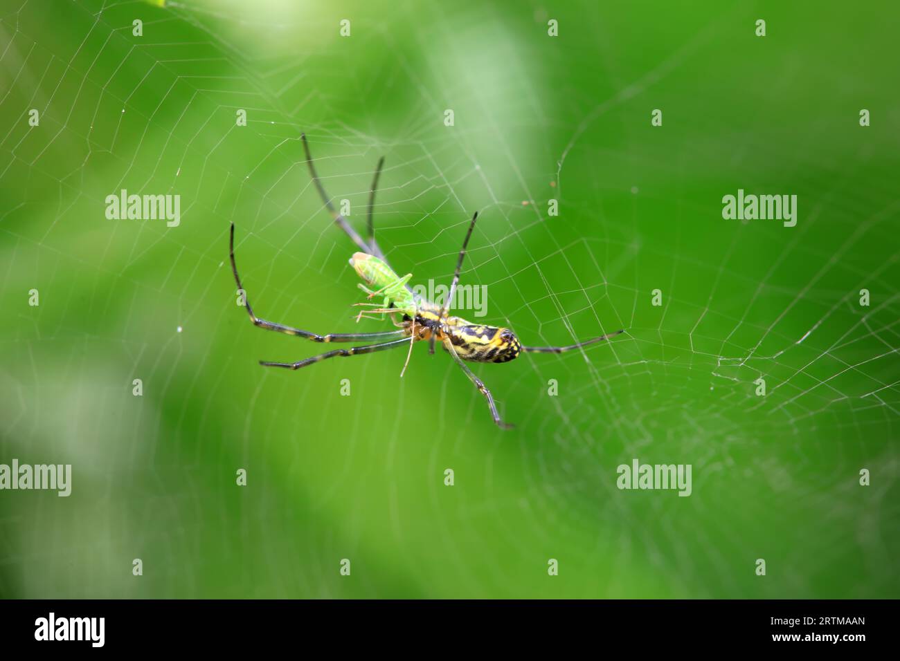Spiders in the wild, North China Stock Photo - Alamy