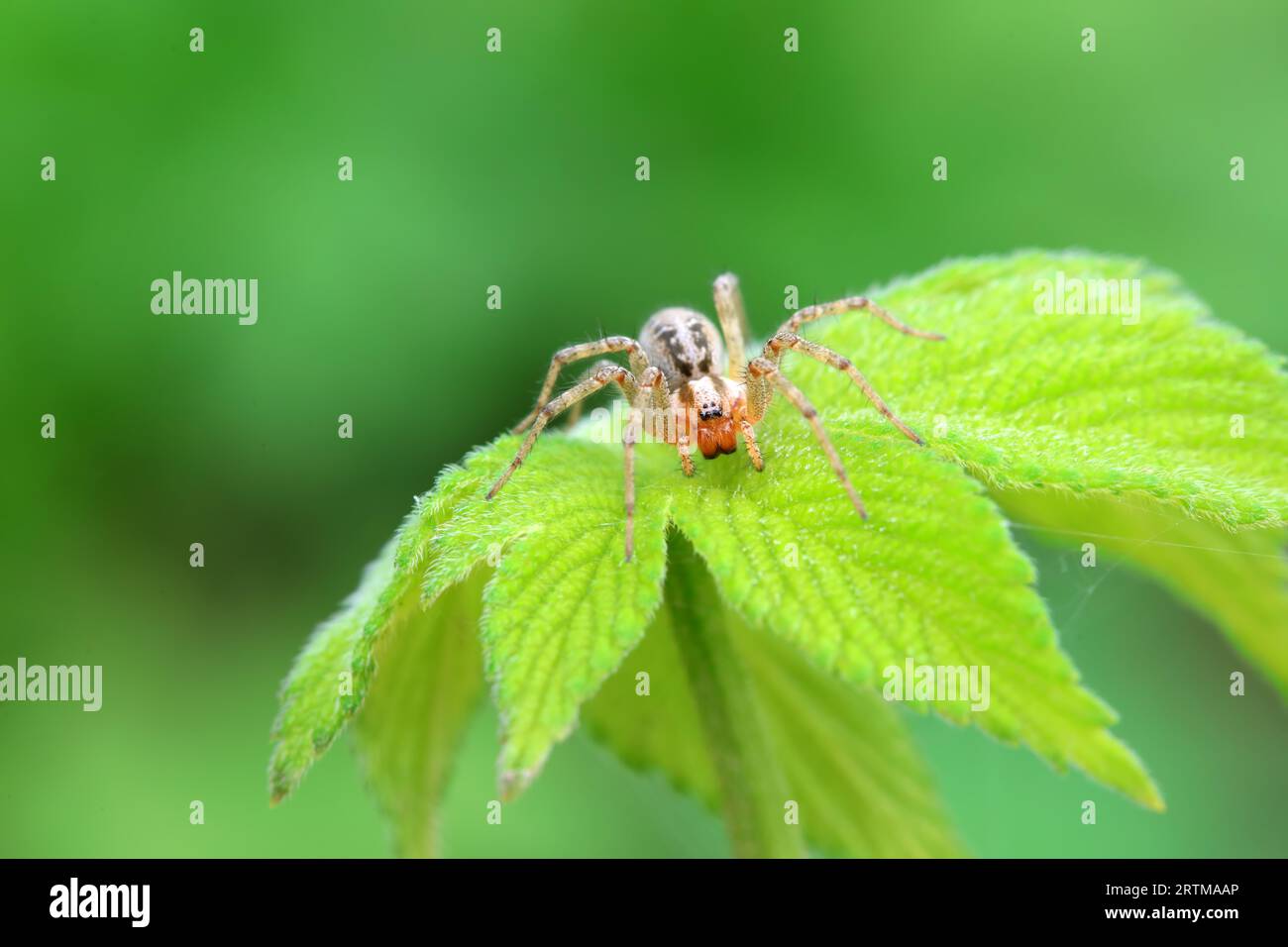 Spiders in the wild, North China Stock Photo - Alamy