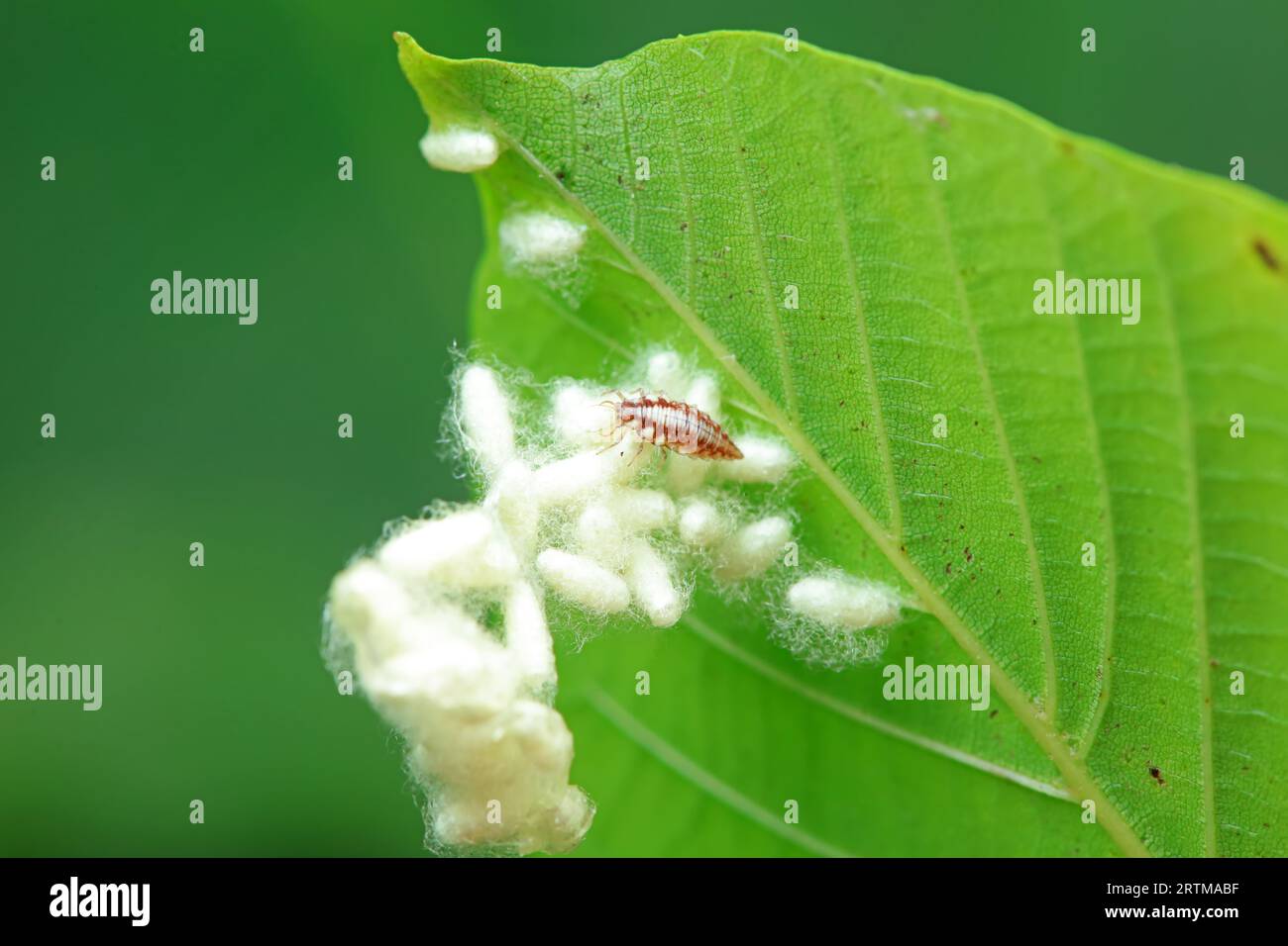 Insect cocoon shells on wild plants, North China Stock Photo - Alamy