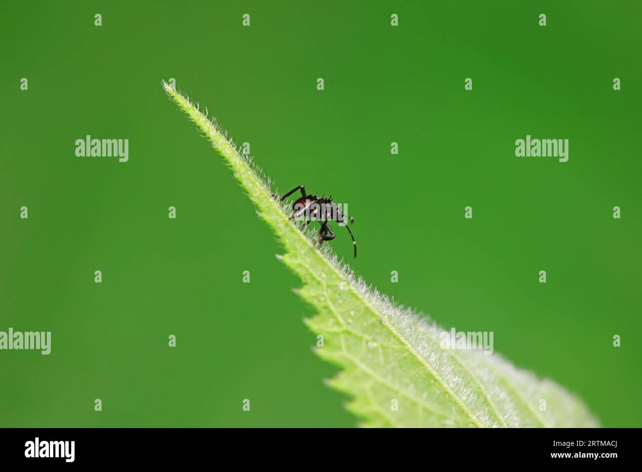 Hemiptera bugs in the wild, North China Stock Photo - Alamy