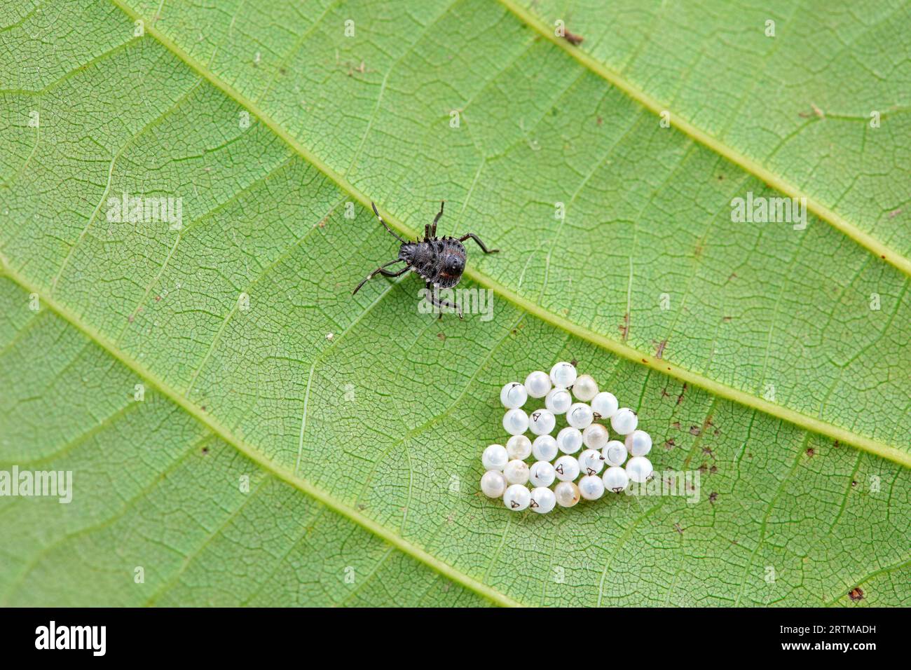 Insect eggs on wild plants, North China Stock Photo - Alamy