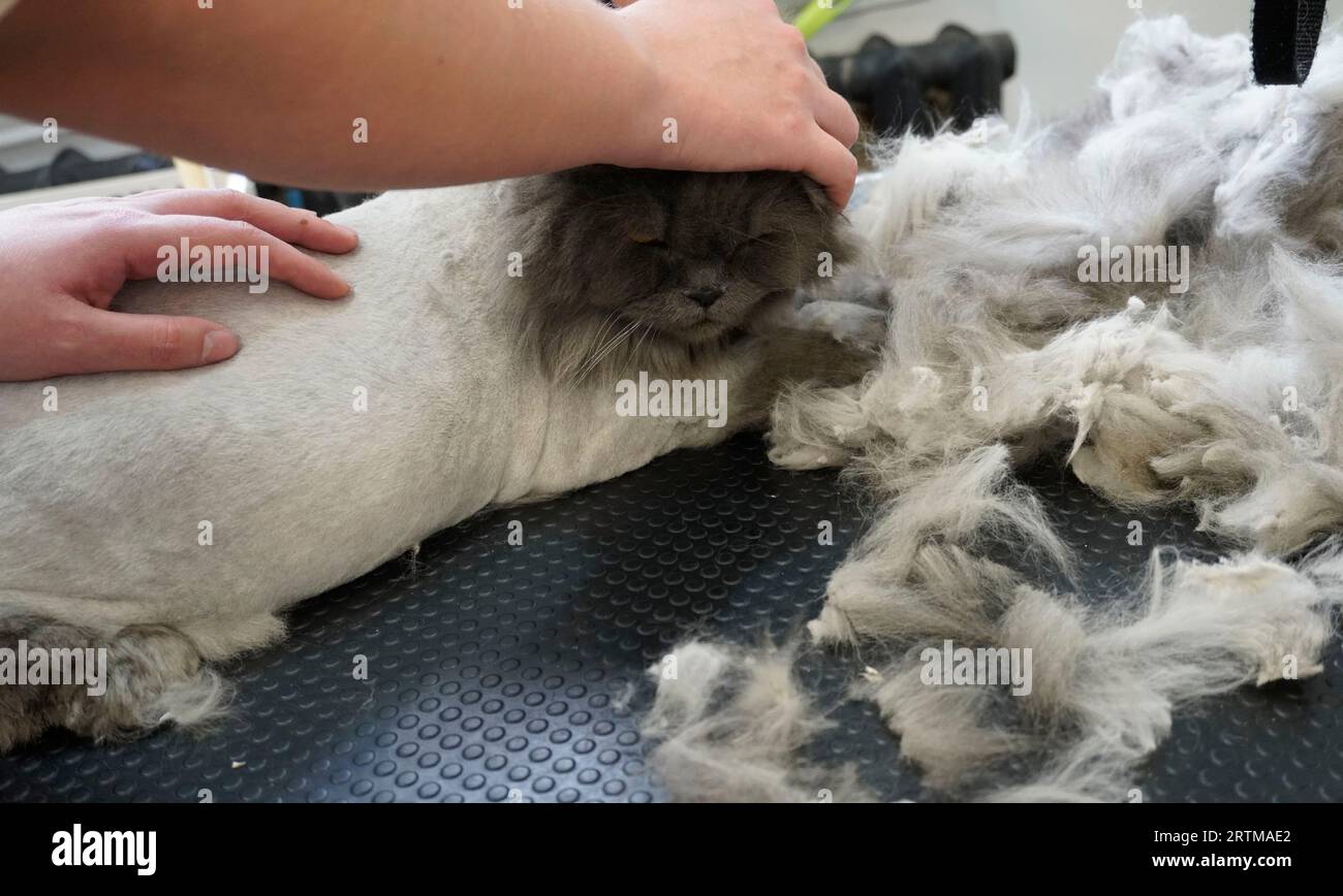 cat visits groomer, groomer cutting cat Stock Photo - Alamy