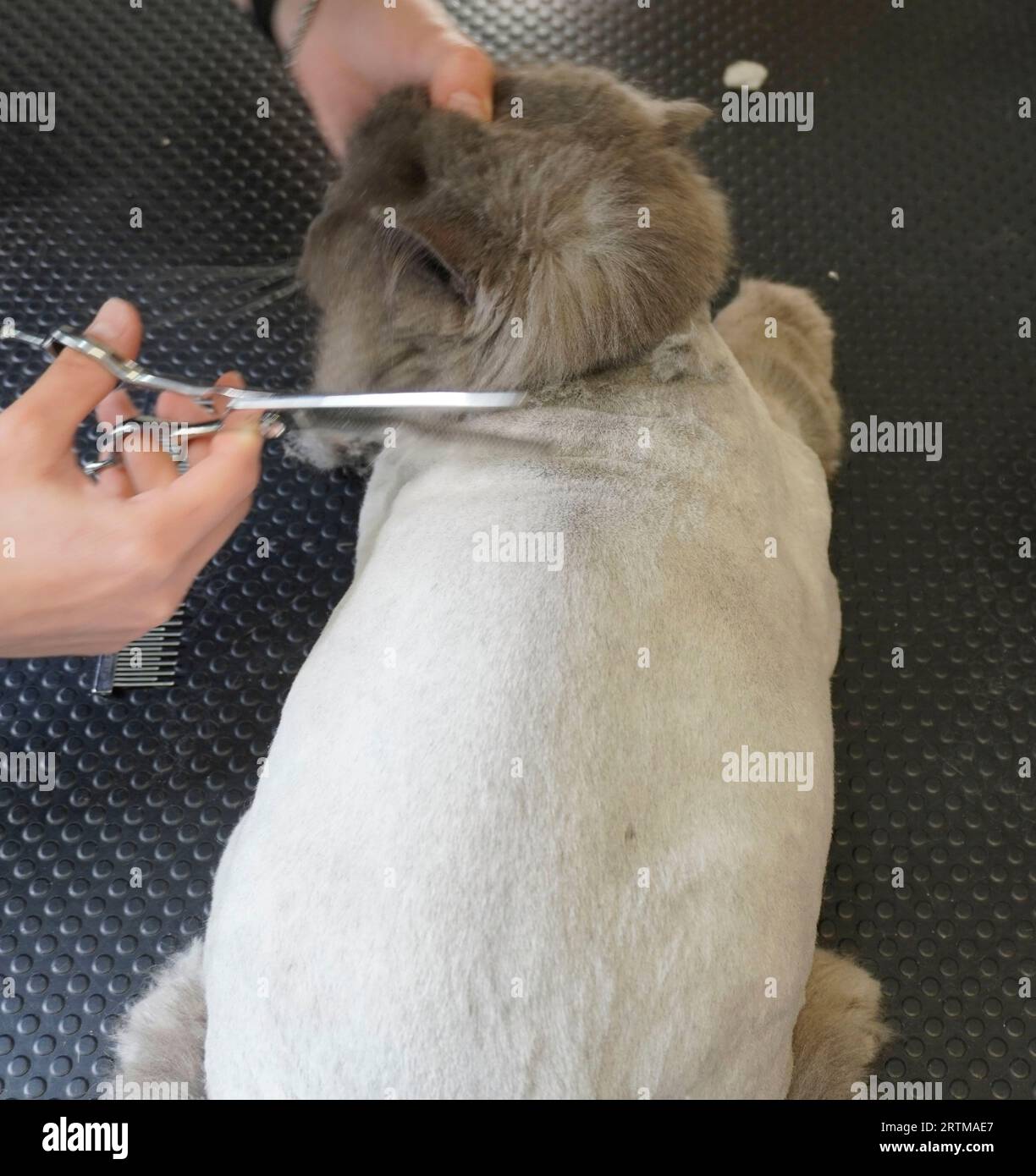 cat visits groomer, groomer cutting cat Stock Photo - Alamy