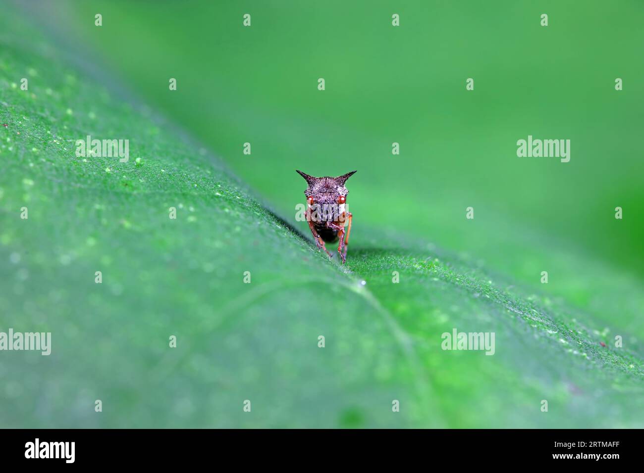 Leaf cicada on wild plants, North China Stock Photo - Alamy