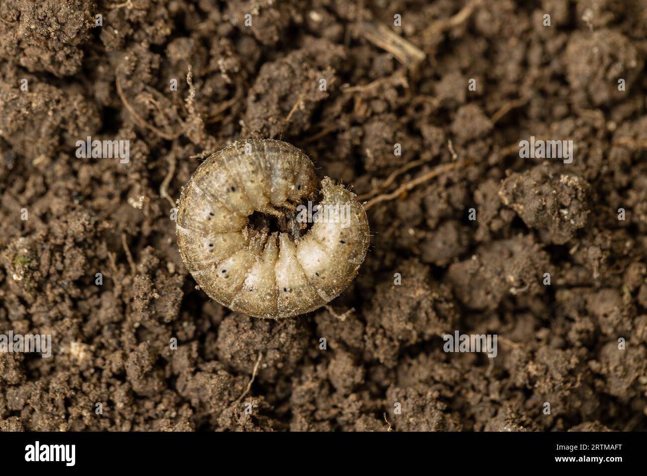 Winter pest insect pest Agrotis segetum Stock Photo - Alamy