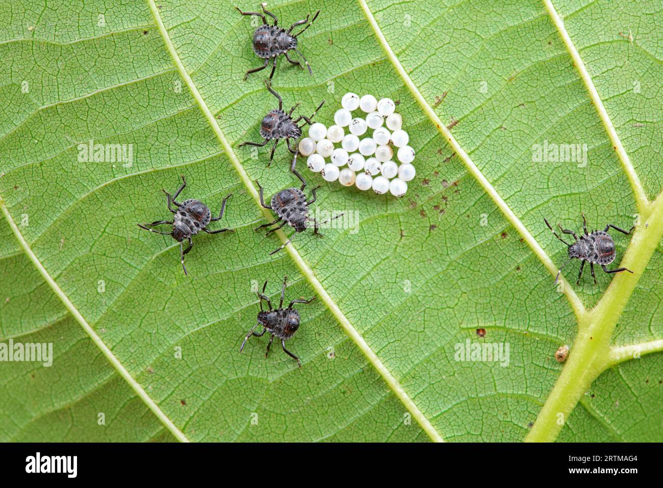 Insect eggs on wild plants, North China Stock Photo - Alamy