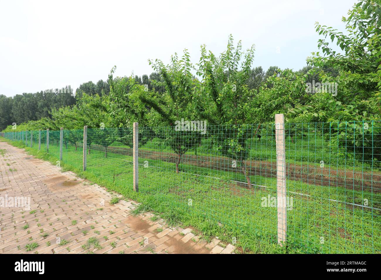 Apple Orchard Around Fence