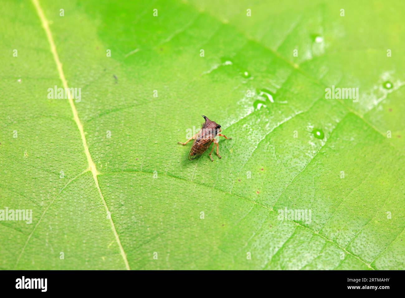 Leaf cicada on wild plants, North China Stock Photo - Alamy