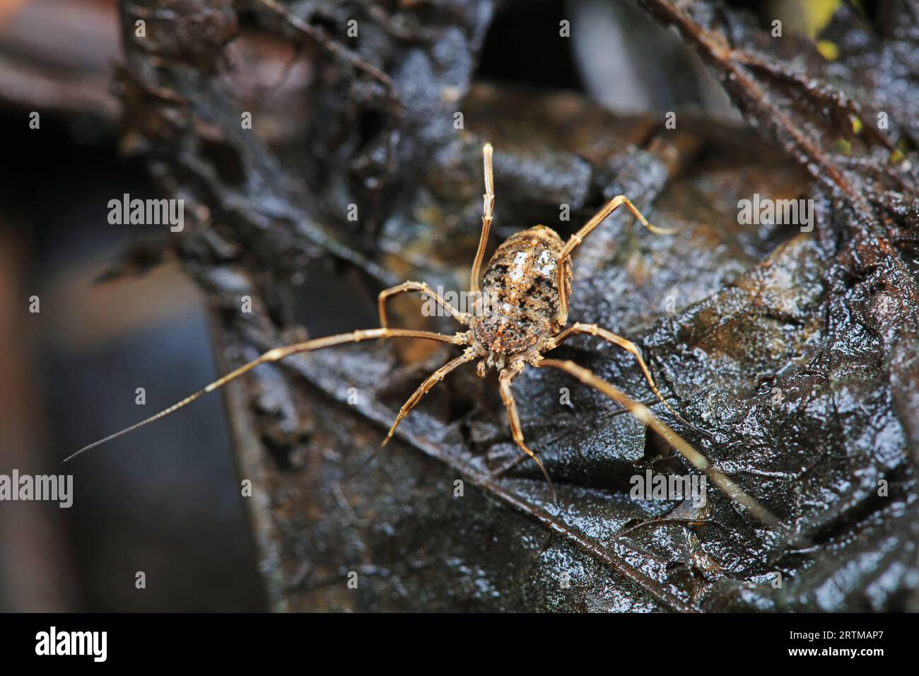 Spiders in the wild, North China Stock Photo - Alamy
