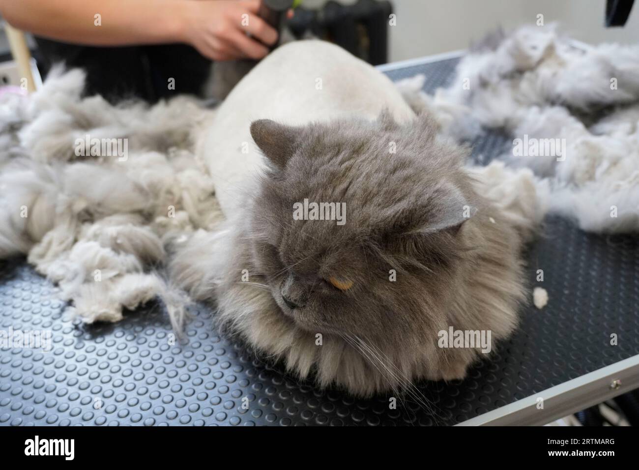 cat visits groomer, groomer cutting cat Stock Photo - Alamy