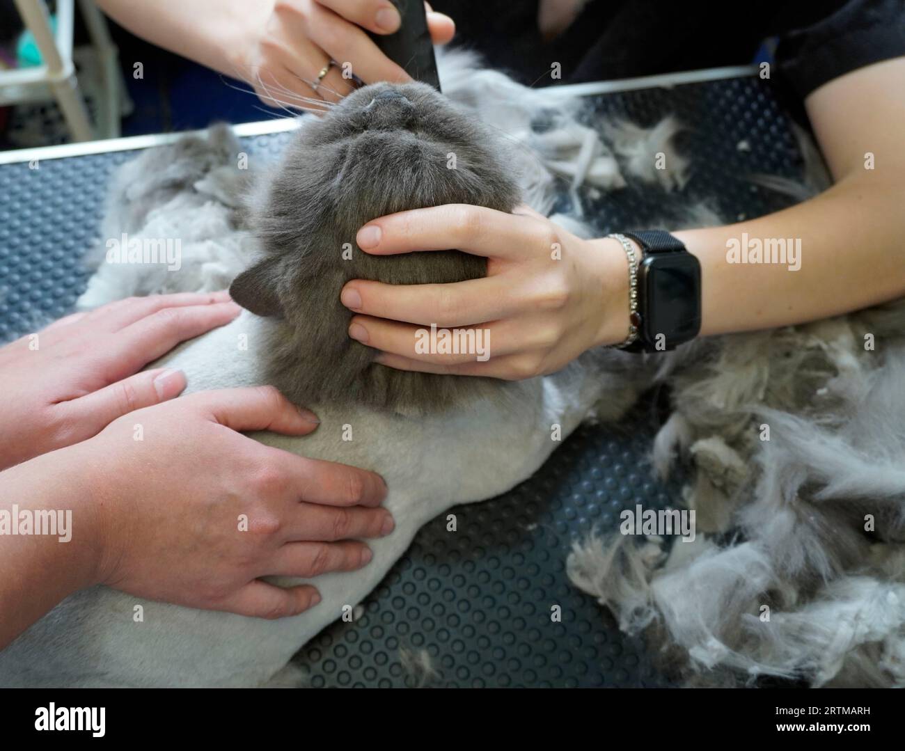 cat visits groomer, groomer cutting cat Stock Photo - Alamy