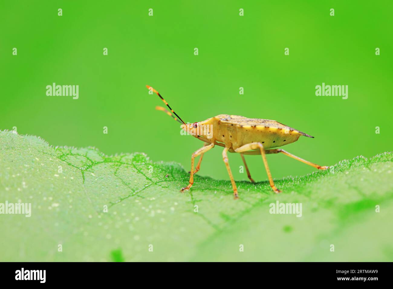 Hemiptera bugs in the wild, North China Stock Photo - Alamy