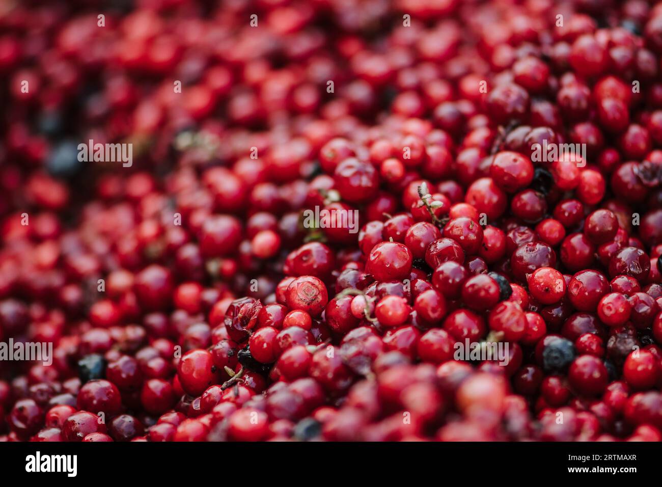 Red fresh healthy cranberries in a street food market ready to sell and ...