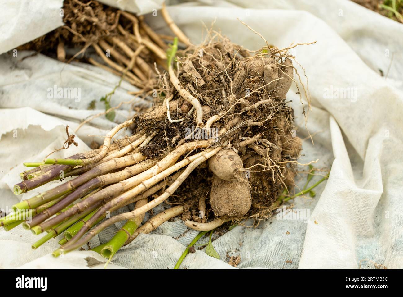 dahlia tubers just lifted for overwintering in garden Stock Photo - Alamy