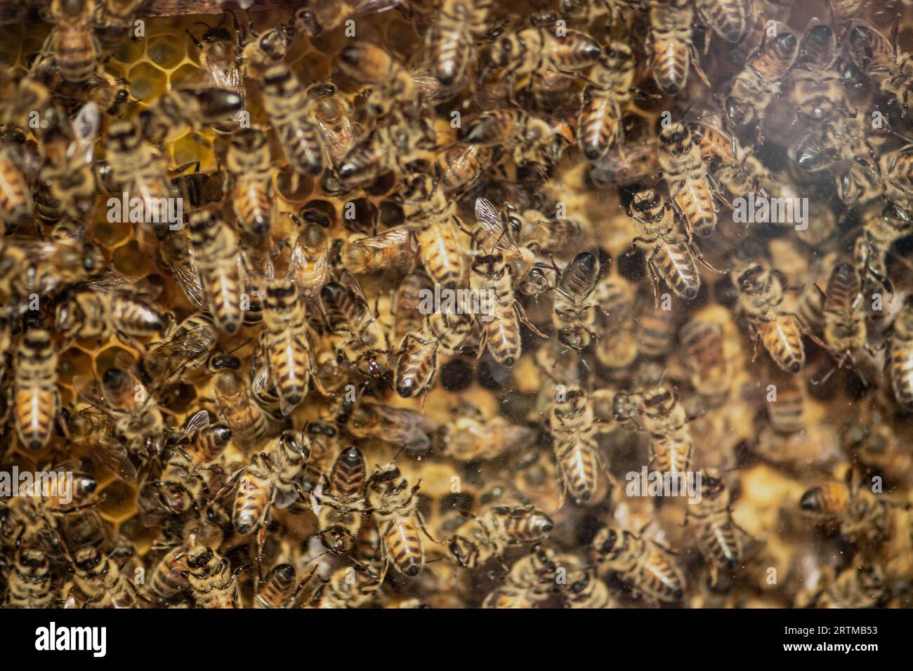 Swarm of bees in a beehive for honey production, beekeeping, close up ...