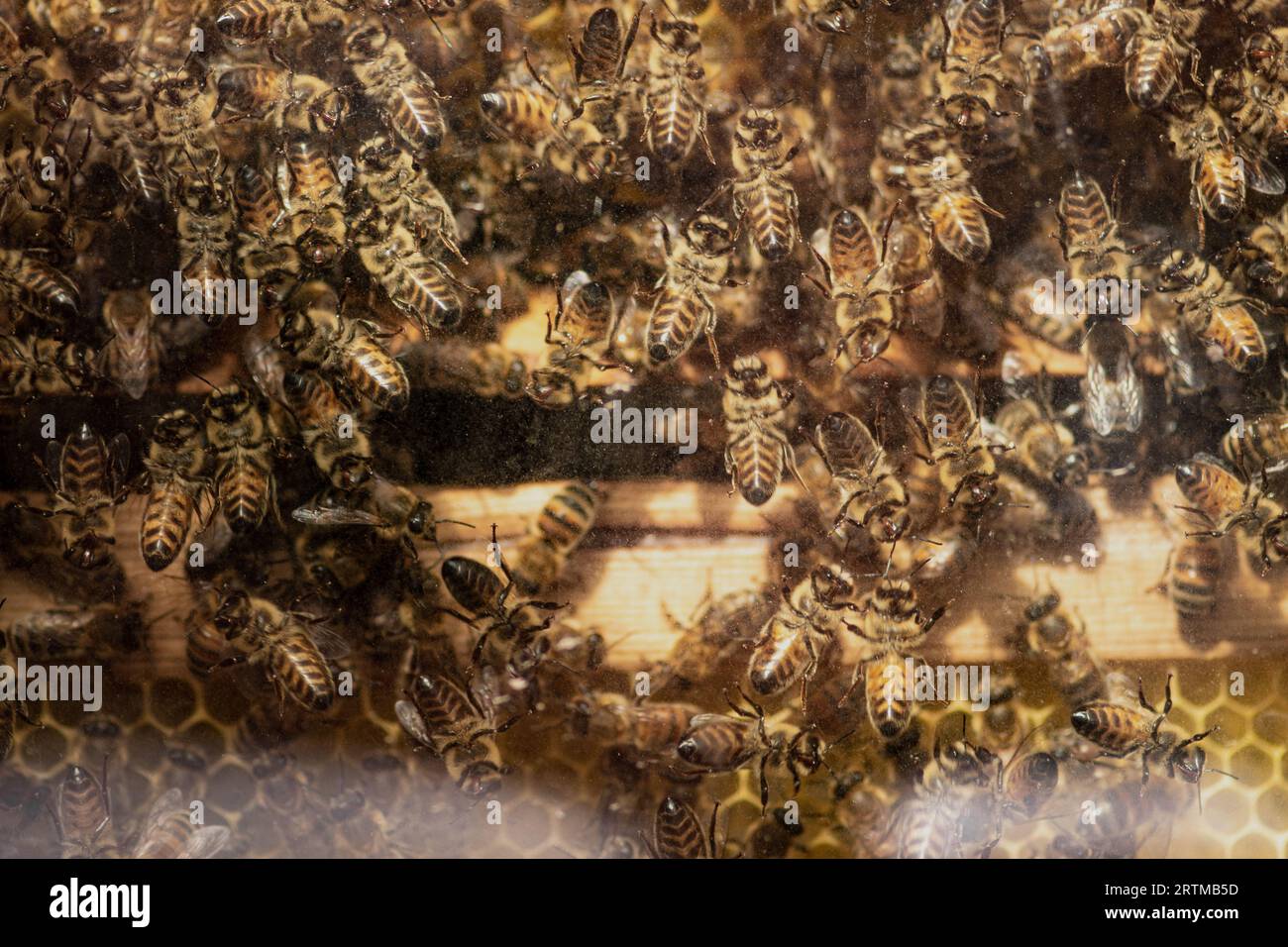 Swarm of bees in a beehive for honey production, beekeeping, close up ...