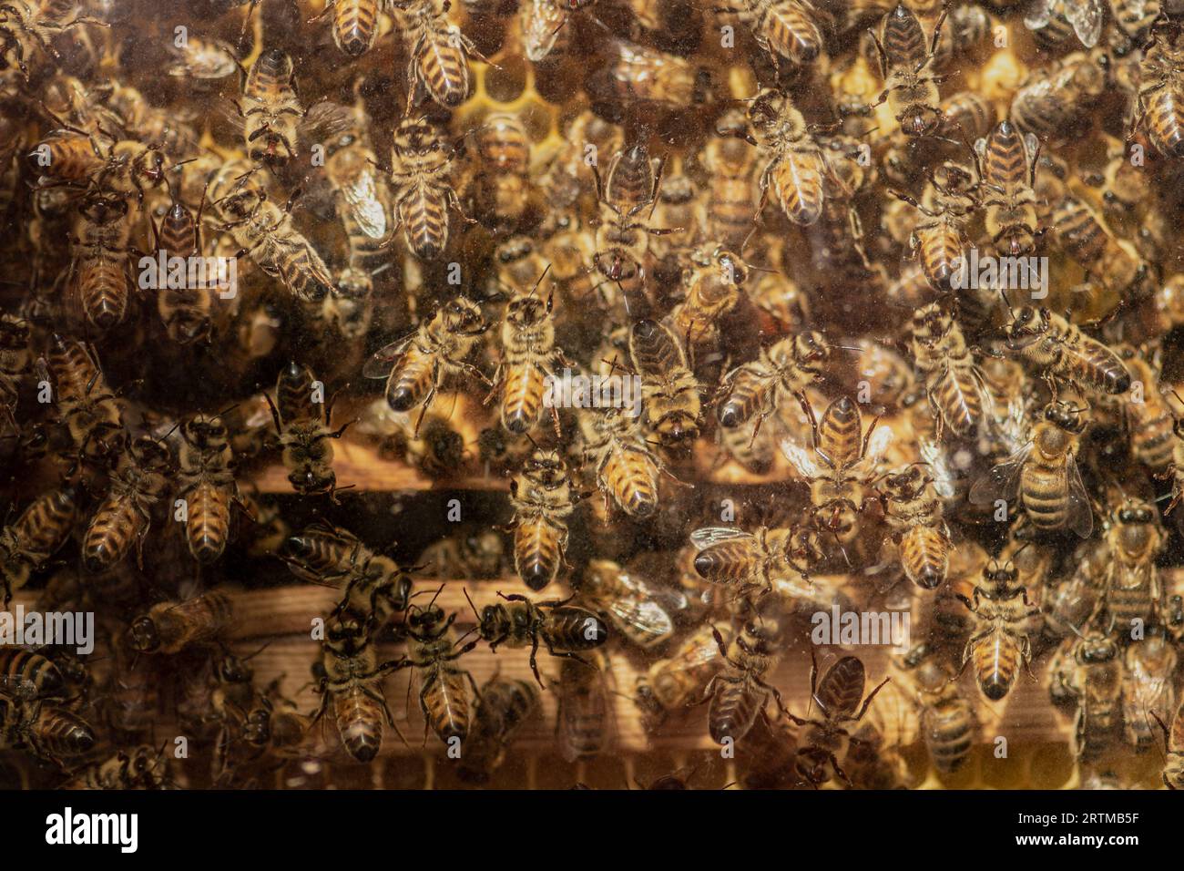 Queen bee production hi-res stock photography and images - Alamy