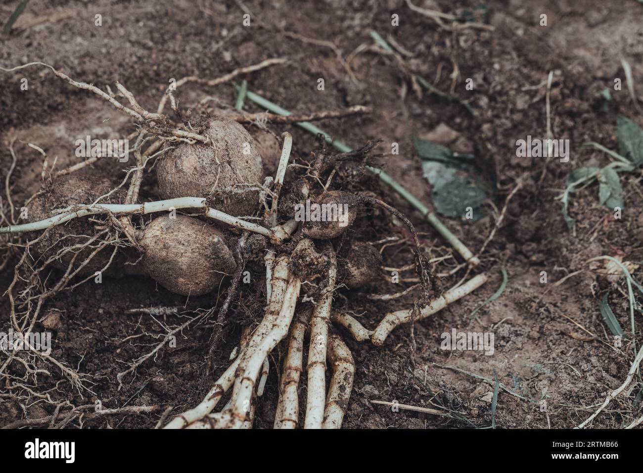dahlia tubers just lifted for overwintering in garden Stock Photo - Alamy