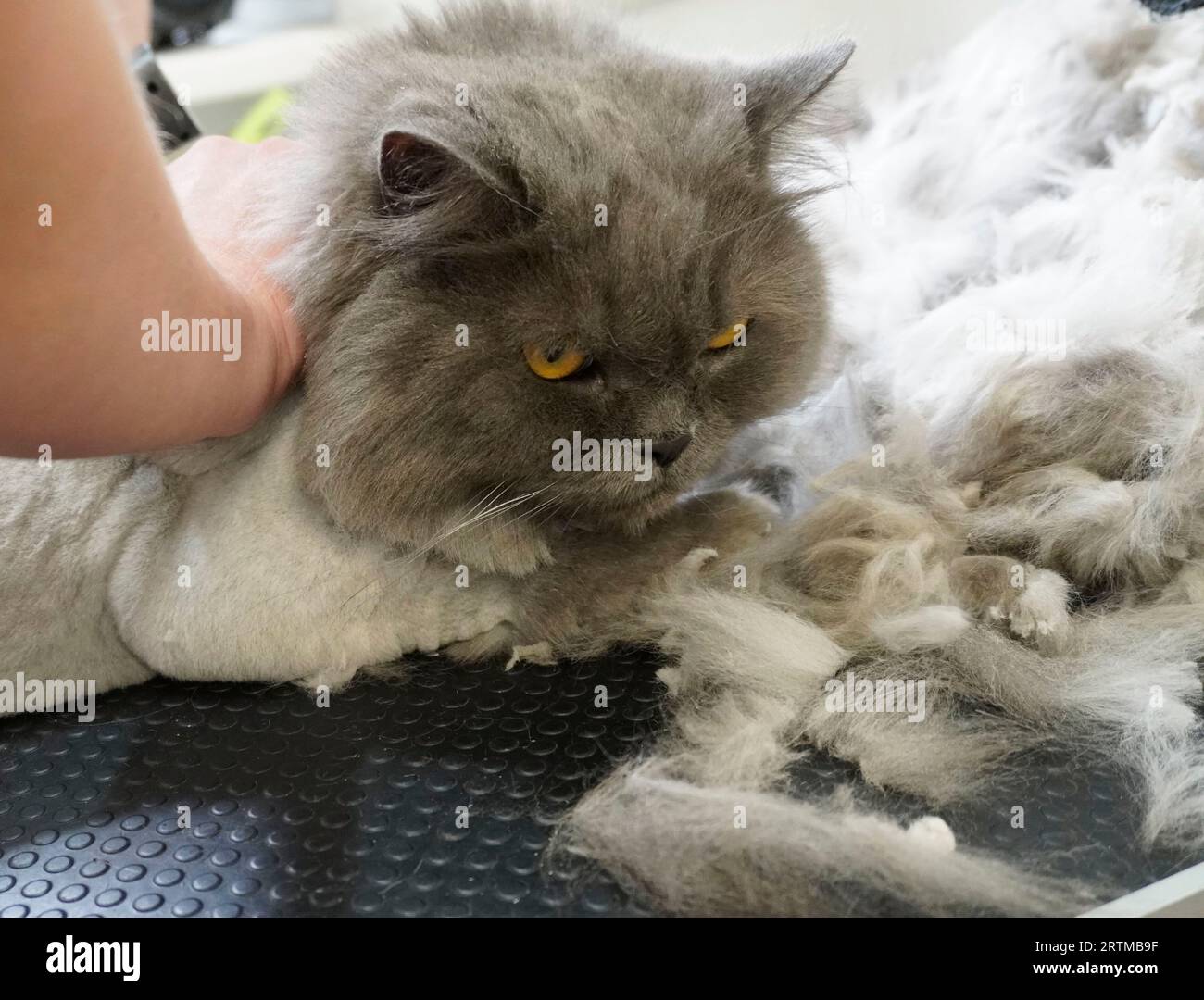 cat visits groomer, groomer cutting cat Stock Photo - Alamy
