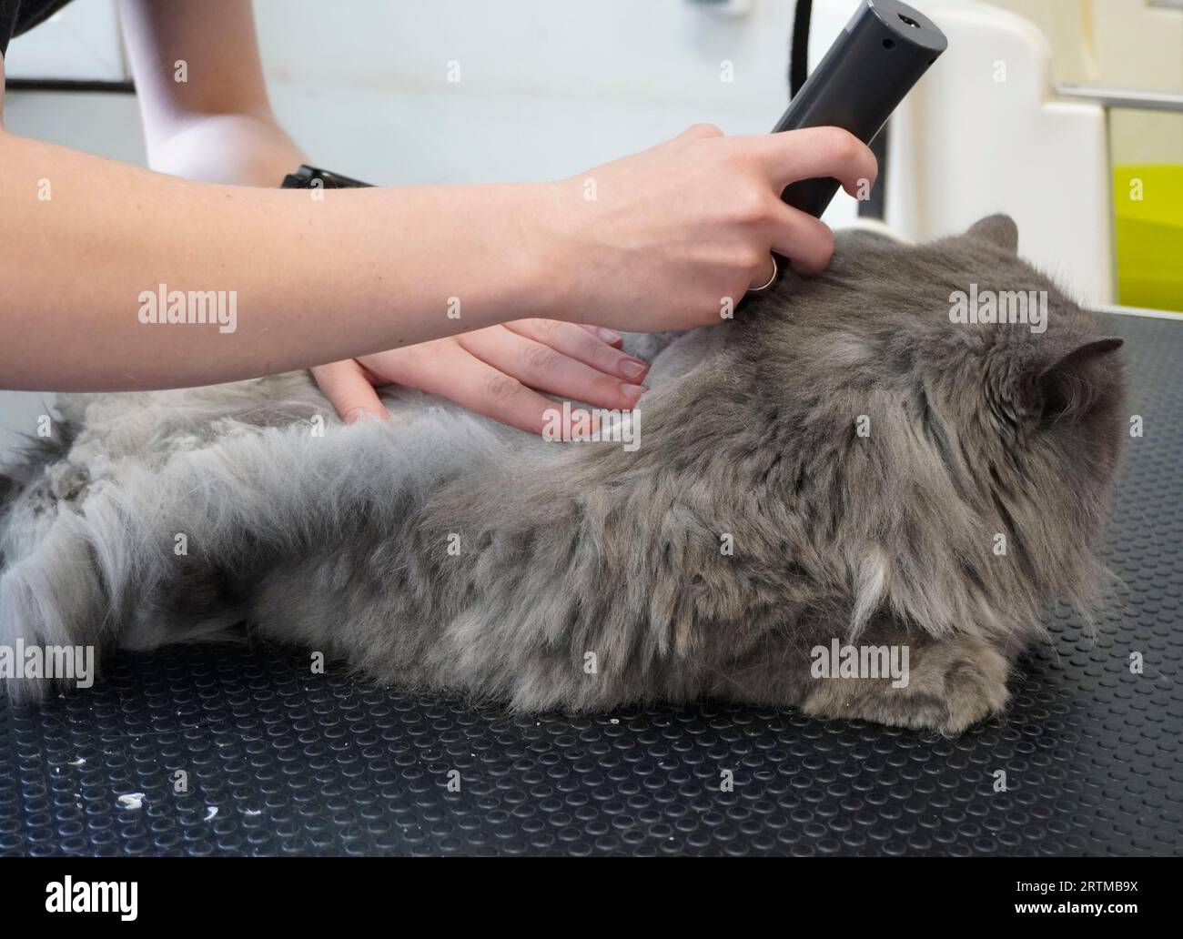 cat visits groomer, groomer cutting cat Stock Photo - Alamy