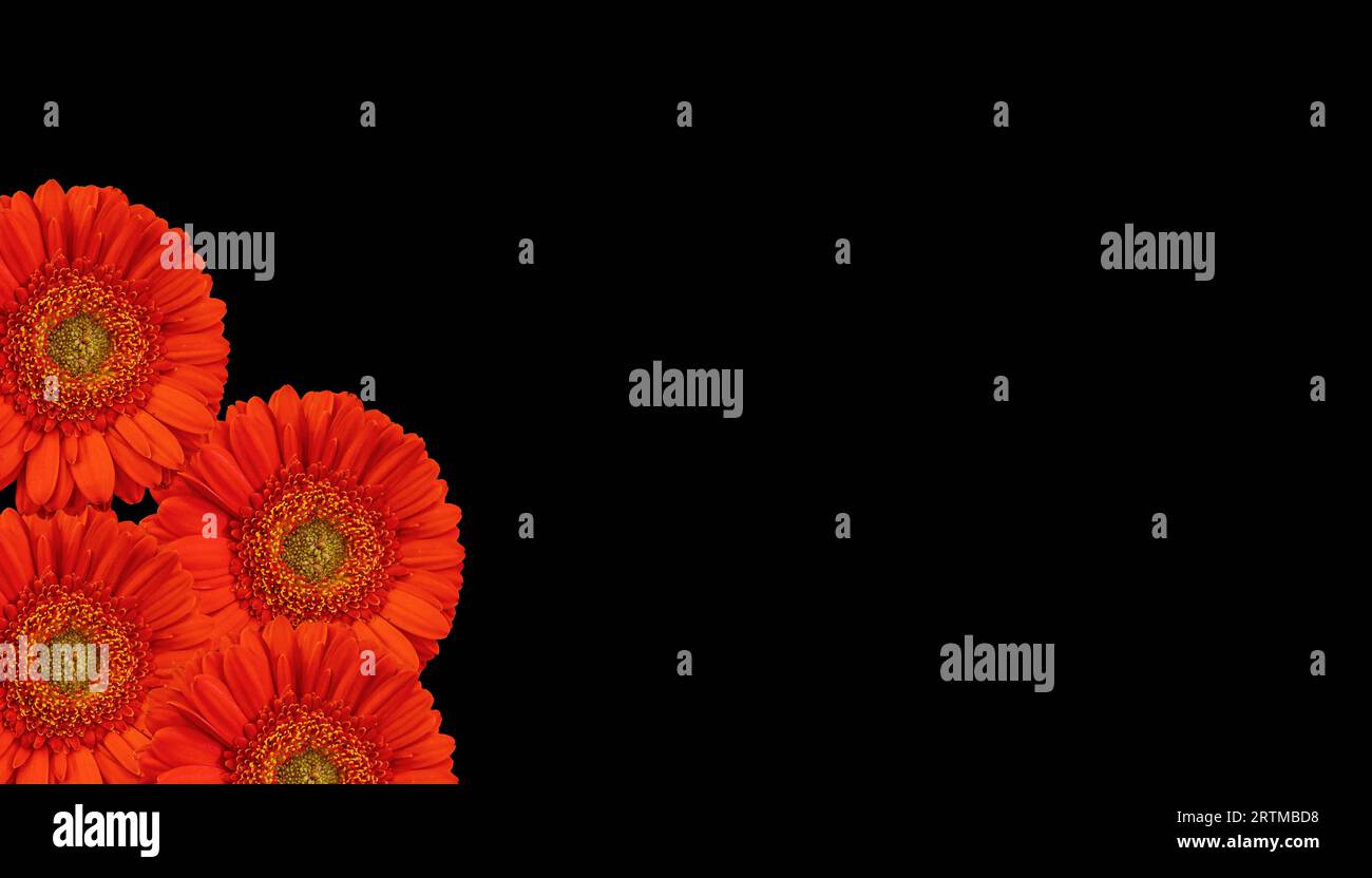 Postcard or invitation to a funeral, death. With flowers on a black ...