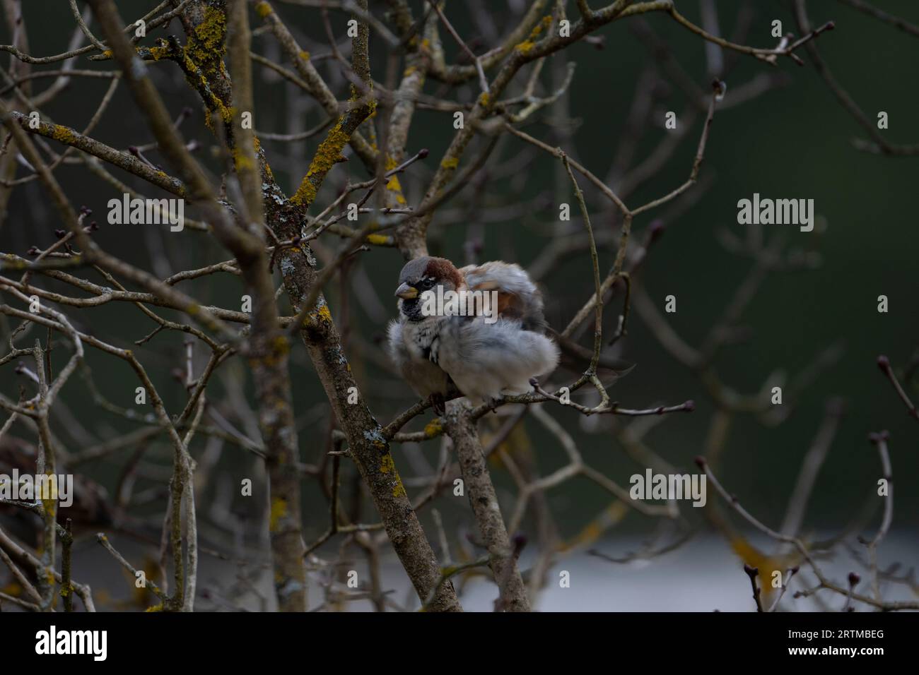 Gorgeous Passer domesticus Family Passeridae Genus Passer House sparrow ...