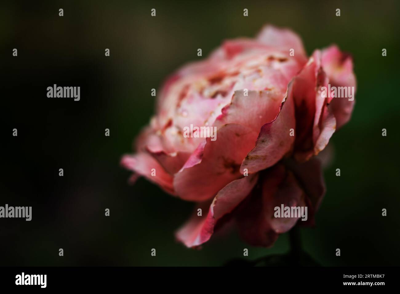 Withering pink rose hi-res stock photography and images - Alamy