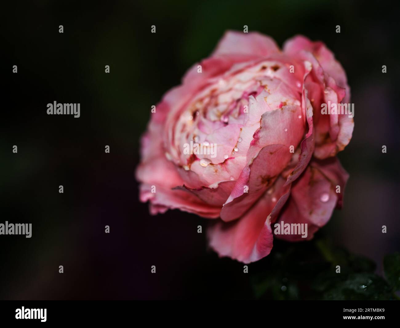 The wounded petals of a withering Princess Sakura rose Stock Photo - Alamy