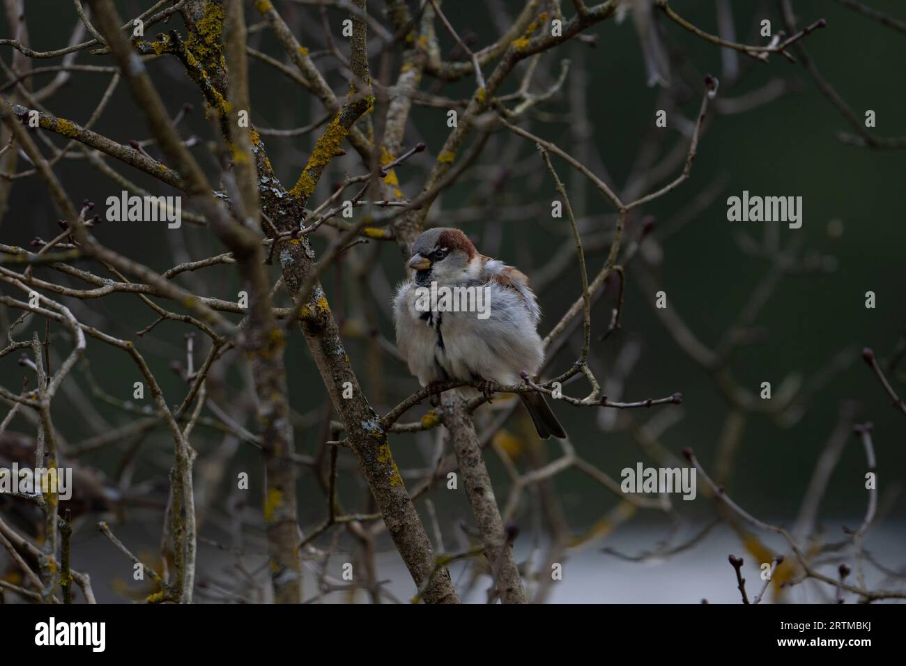 Gorgeous Passer domesticus Family Passeridae Genus Passer House sparrow ...