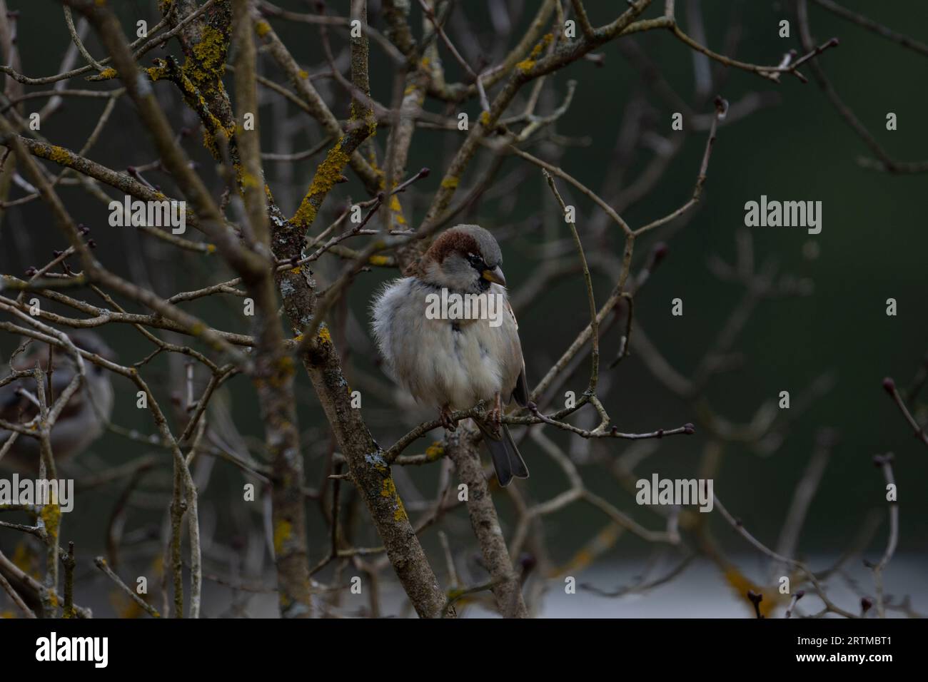 Gorgeous Passer domesticus Family Passeridae Genus Passer House sparrow ...